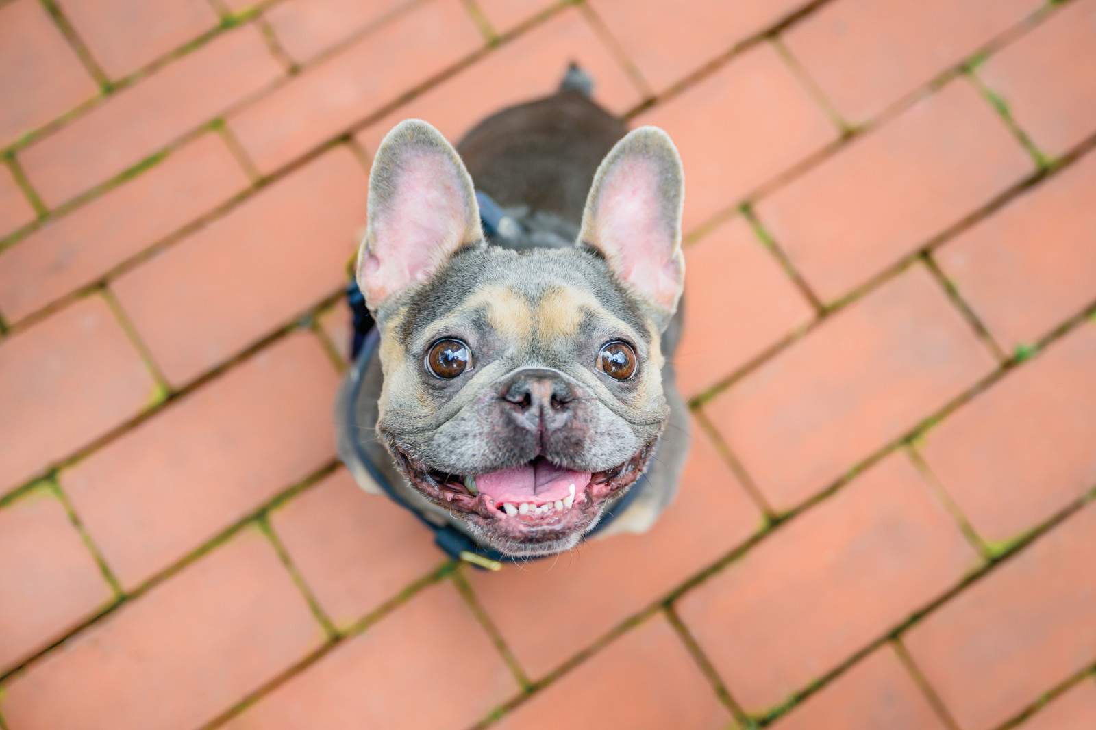 Dogs Don’t Smile | Barnard Magazine