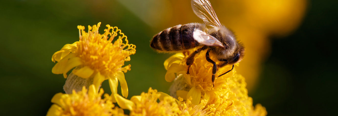 Protecting Pollinators: Prof. Jon Snow Leads Research to Protect the ...